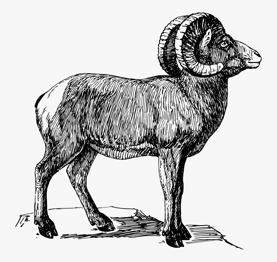 Animal Ram Drawing , Free Transparent Clipart - ClipartKey