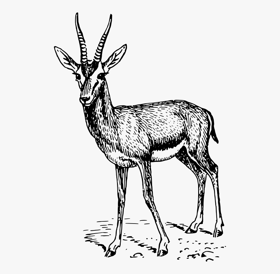 Gazelle - Gazelle Drawing , Free Transparent Clipart - ClipartKey