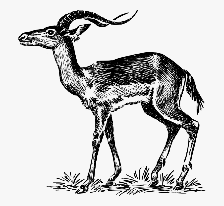Antelope,musk Deer,gazelle - Impala Black And White Vector , Free ...