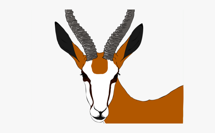 Springbok Face Cartoon , Free Transparent Clipart - ClipartKey