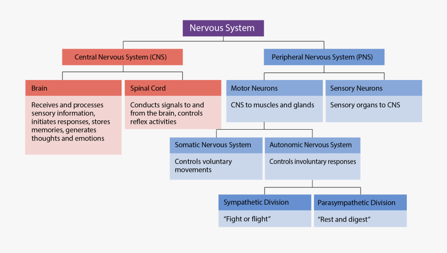 Interactive Activity Division Of The Nervous System , Free Transparent ...