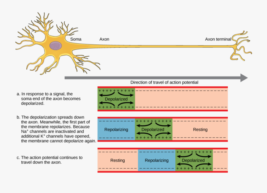 The Action Potential Travels From The Soma Down The - Impulse Travels ...