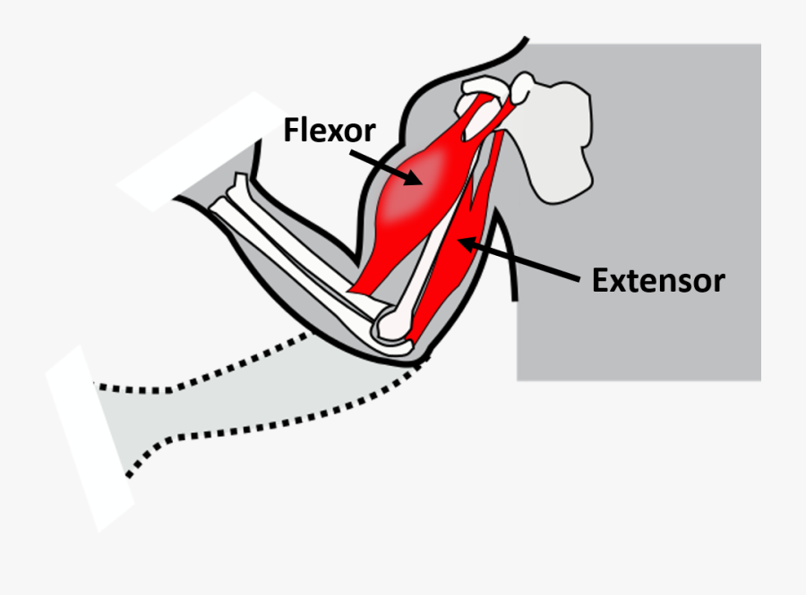 Flexion Illustration , Free Transparent Clipart - ClipartKey
