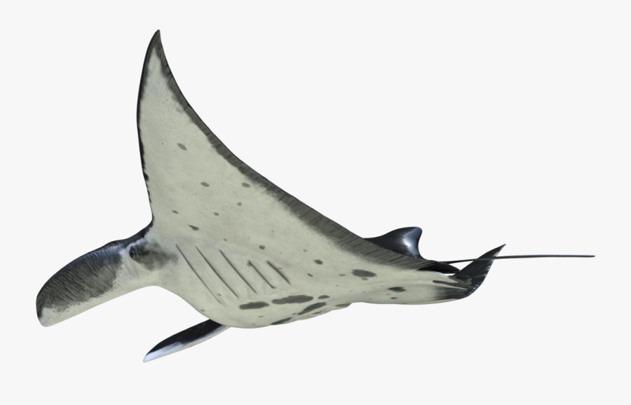 3d Manta Ray Pose - Manta Ray , Free Transparent Clipart - ClipartKey