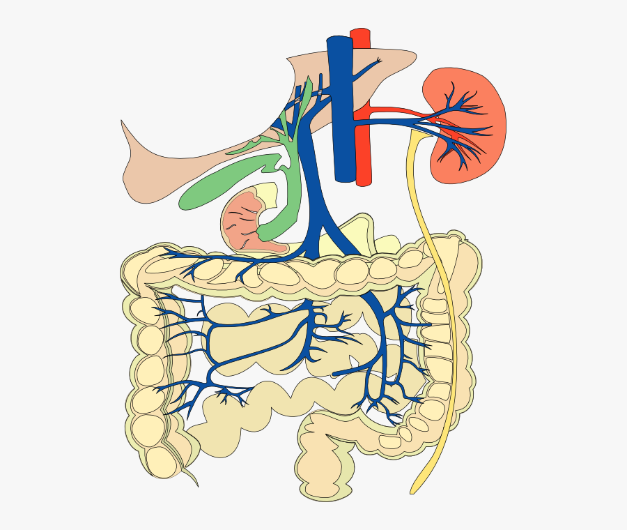 Circulatory System And Digestive System Work Together Free Circulatory System And Digestive System Work Together Free