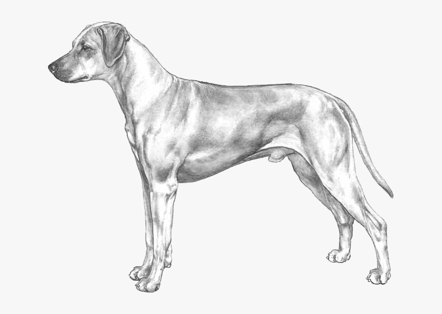 Draw A Rhodesian Ridgeback Step , Free Transparent Clipart - ClipartKey