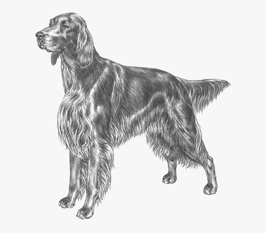 Red Setter Clipart Black And White , Free Transparent Clipart - ClipartKey