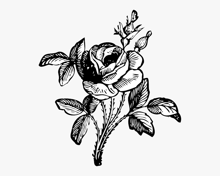 Black And White Flower Png , Free Transparent Clipart - ClipartKey