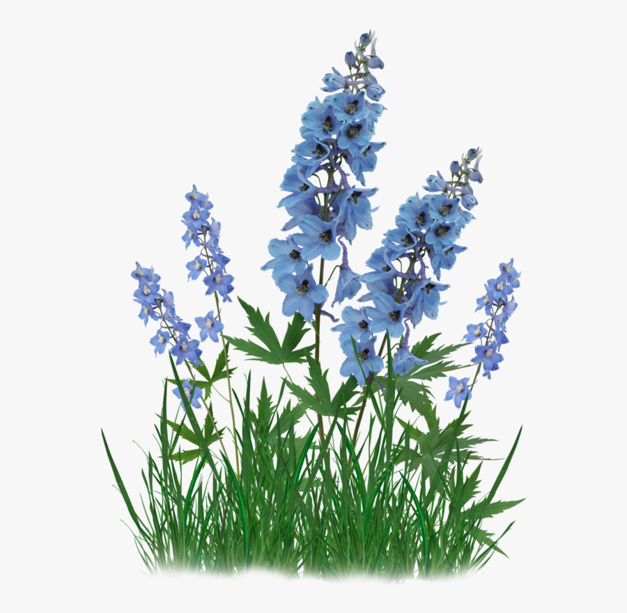 Bluebonnet Clip Art Portable Network Graphics French - Bluebonnets With ...