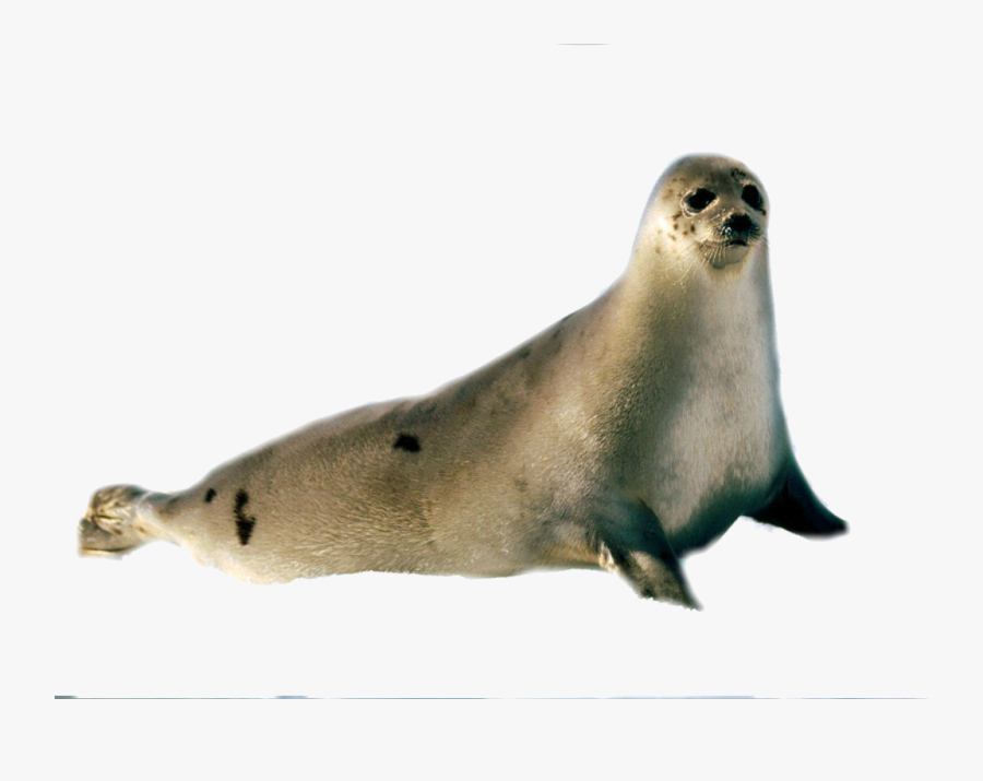 Clip Art Png For Free - Harp Seal , Free Transparent Clipart - ClipartKey