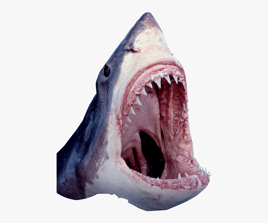 Shark Open Mouth Png , Free Transparent Clipart - ClipartKey