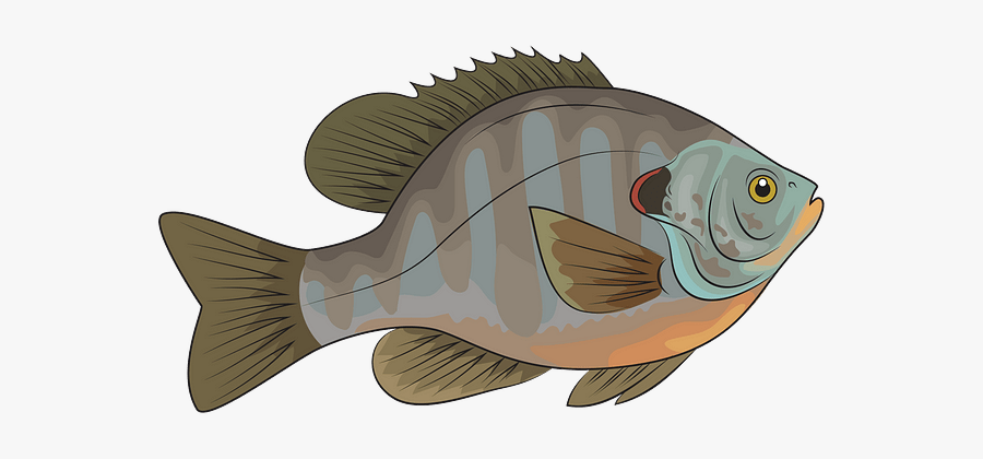 Bluegill , Free Transparent Clipart - ClipartKey