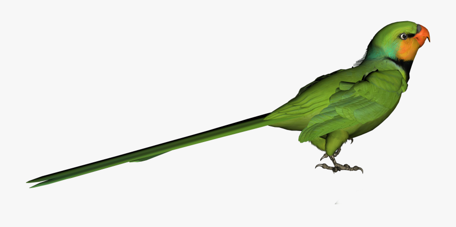 Green Parrot Png Clipart Picture - Clip Art , Free Transparent Clipart ...