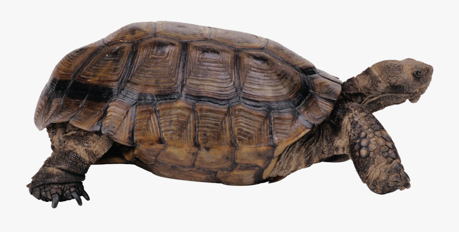 Desert Tortoise No Background , Free Transparent Clipart - ClipartKey