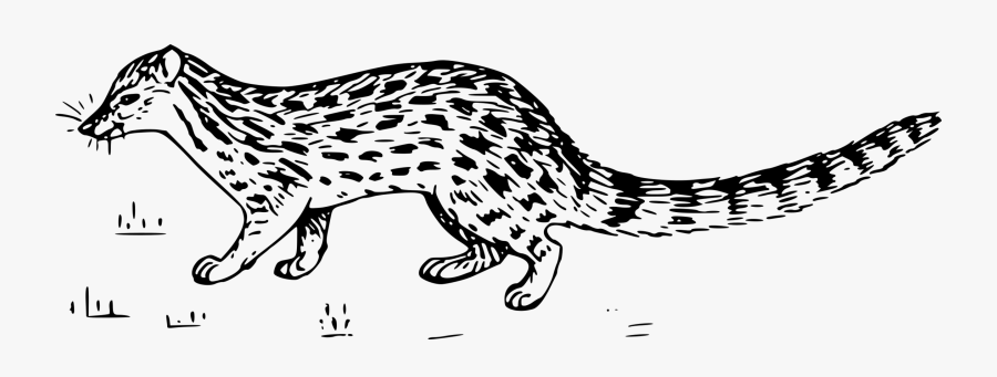 Wild - Genet Coloring Page , Free Transparent Clipart - ClipartKey