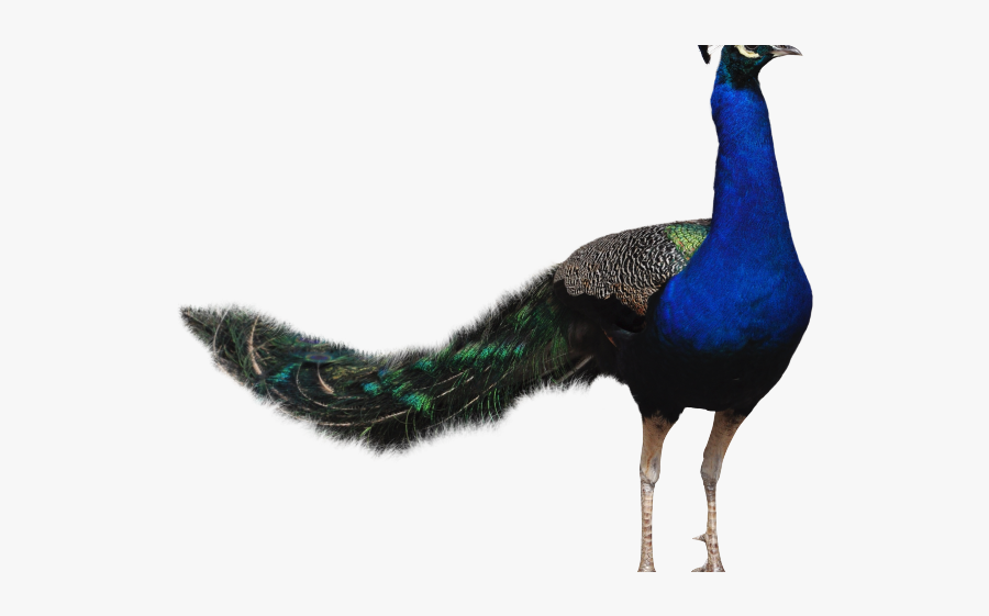 Transparent Background Peacock Png , Free Transparent Clipart - ClipartKey