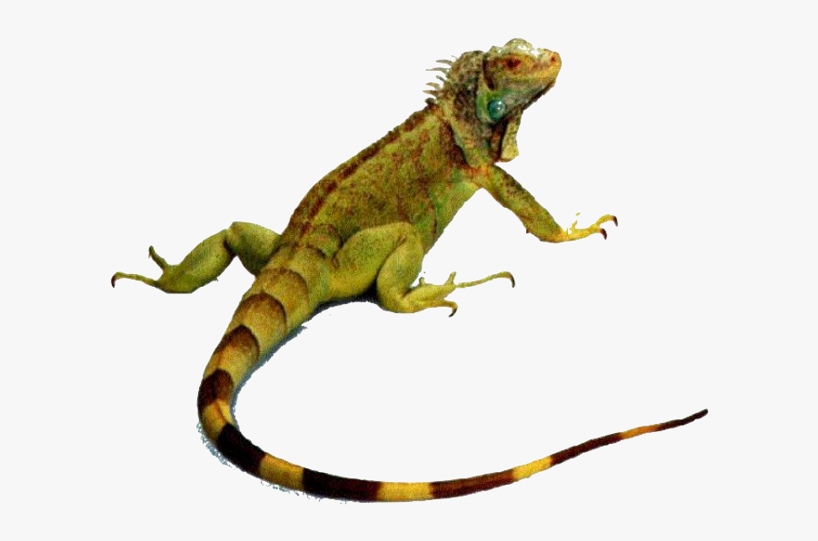 Animals That Crawl Lizard Clipart , Png Download - Animals That Crawl ...