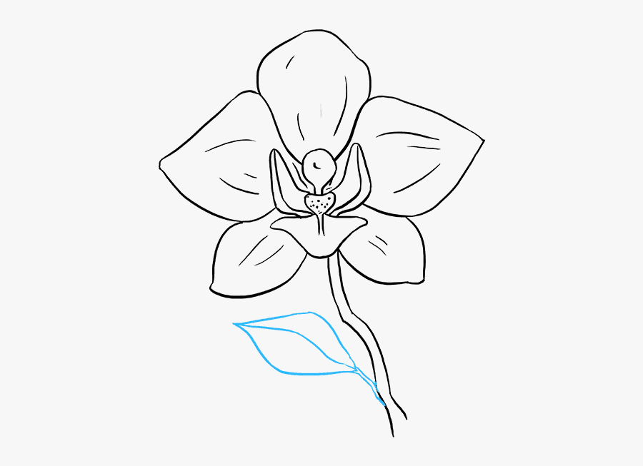 How To Draw Orchid - Orchid Flower Drawing Easy , Free Transparent ...