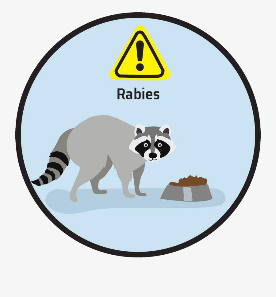 Procyon , Free Transparent Clipart - ClipartKey