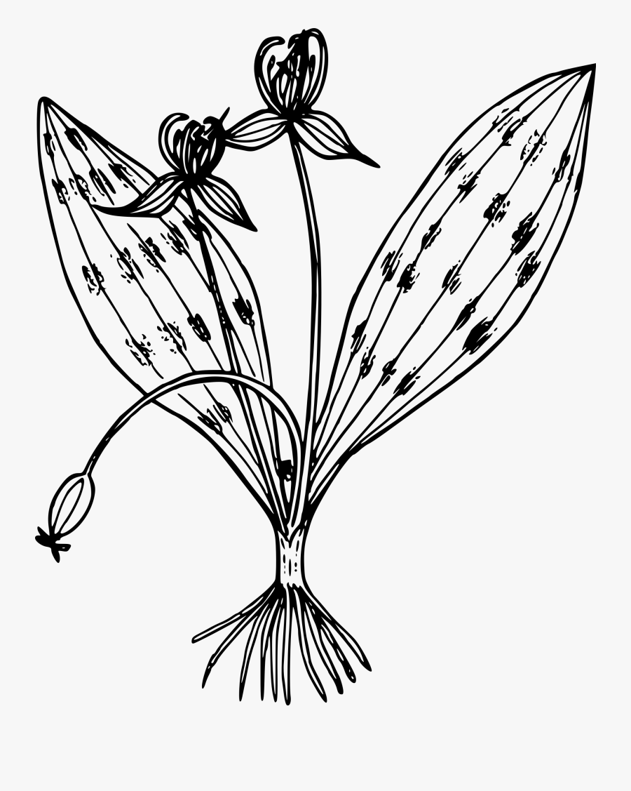 Oregon Slinkpod - Lily Family , Free Transparent Clipart - ClipartKey