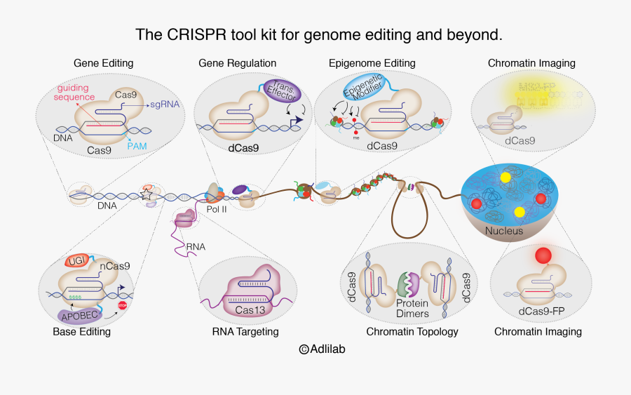 Genome Editing Crispr , Free Transparent Clipart - ClipartKey