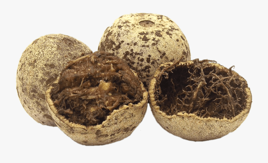 Transparent Apple Clipart Transparent Background - Wood Apple Limonia ...